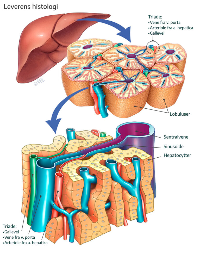 1.2.5.1 Leveren og galleblæren – Mage-tarmsystemet og ernæringsfysiologi