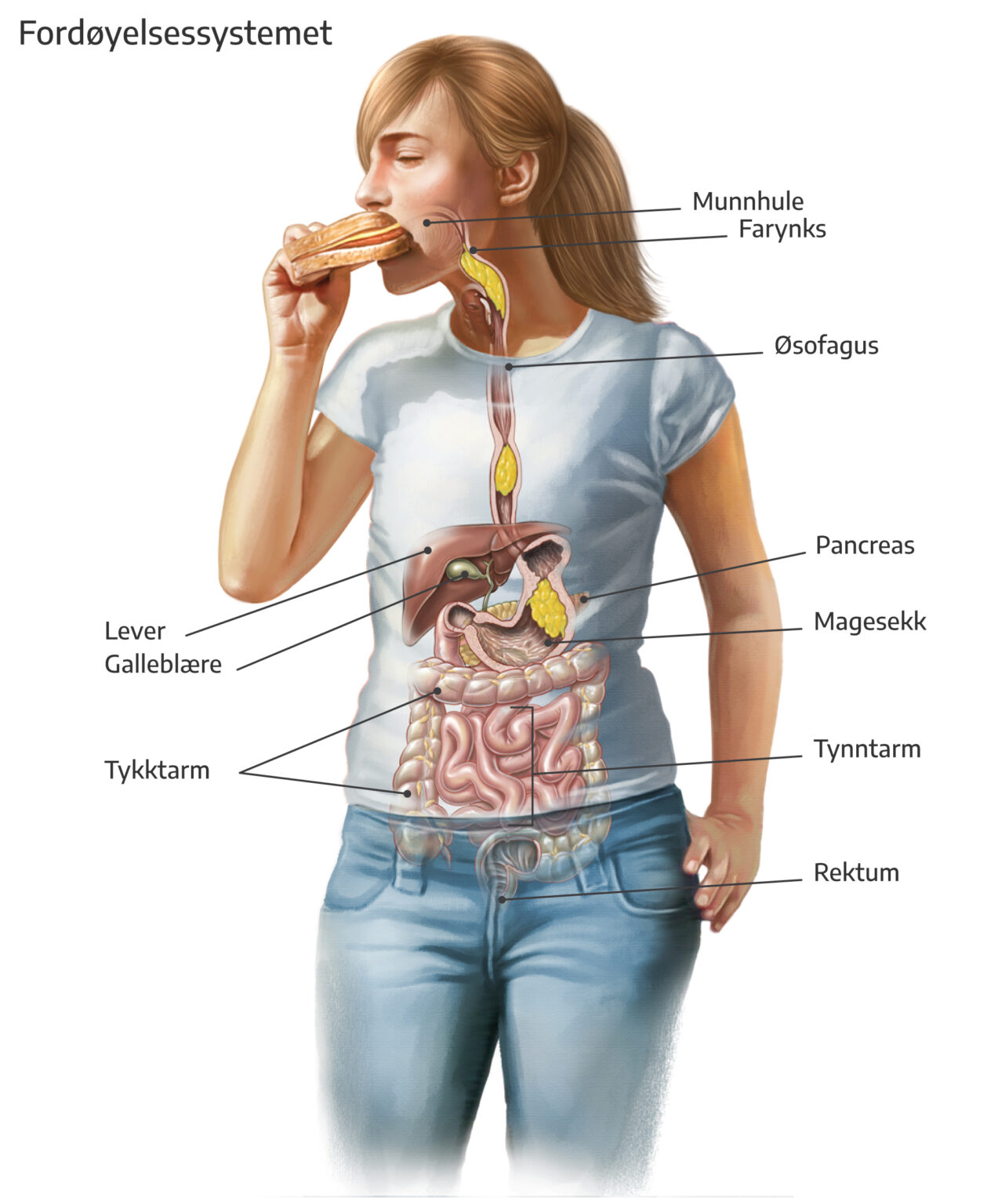 1.0 Mage-tarmsystemet – Mage-tarmsystemet og ernæringsfysiologi